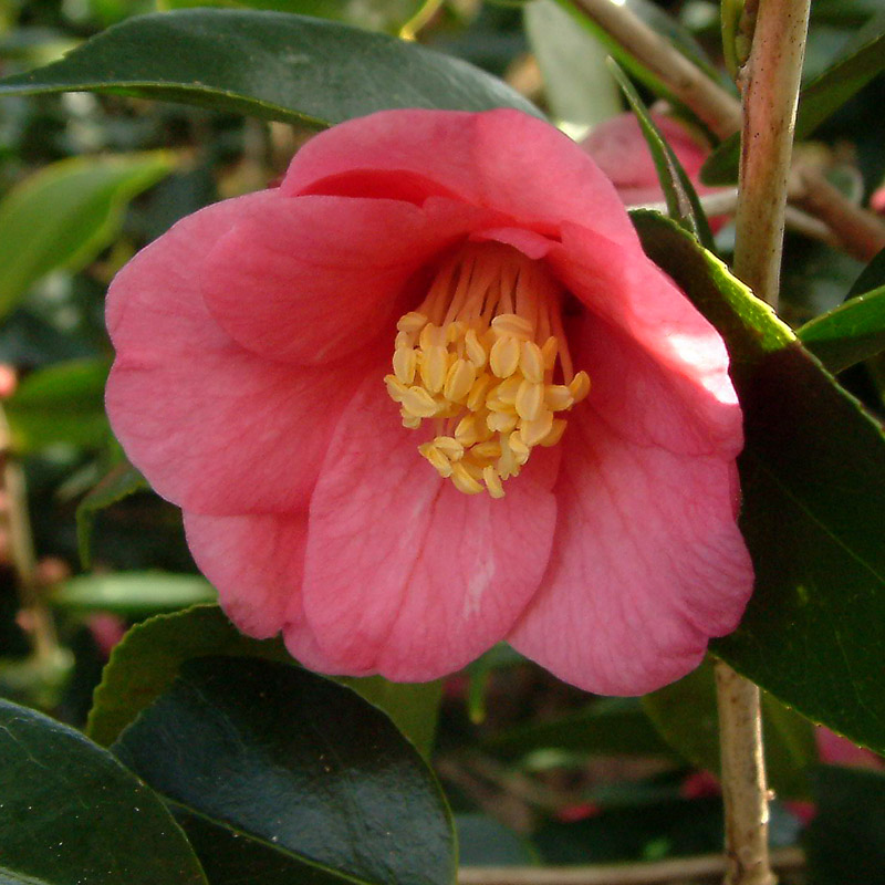 Cornish-Spring | Jim's Camellias
