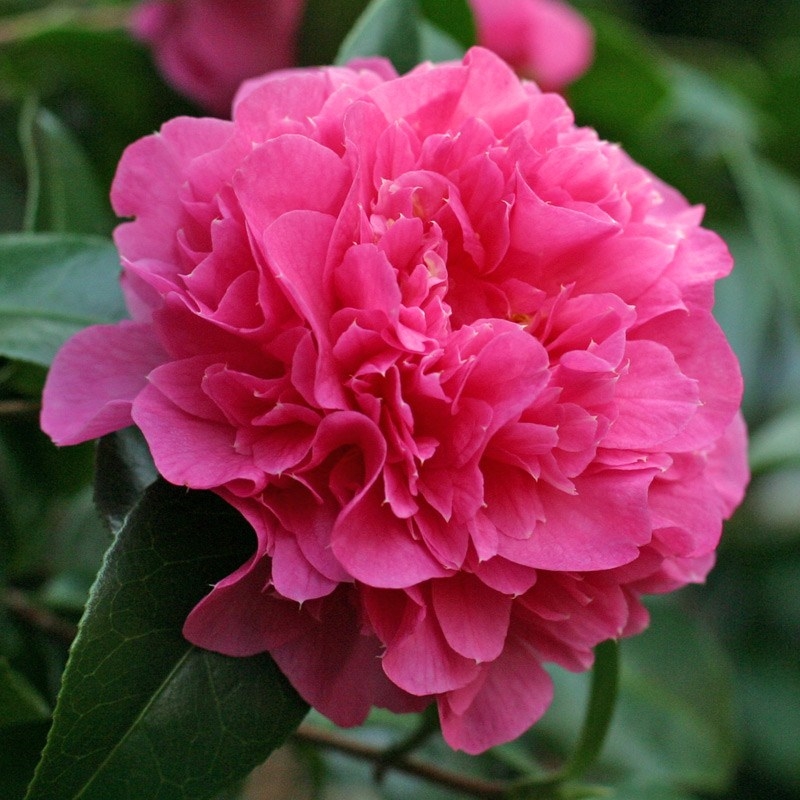 Kumasaka | Jim's Camellias