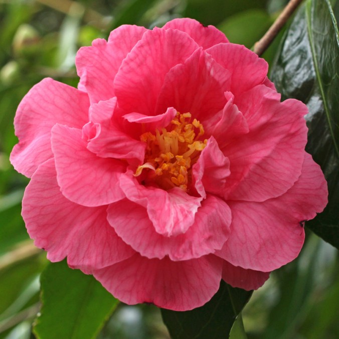 Camellias L | Jim's Camellias