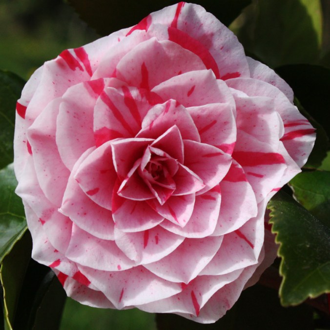 Camellias M | Jim's Camellias