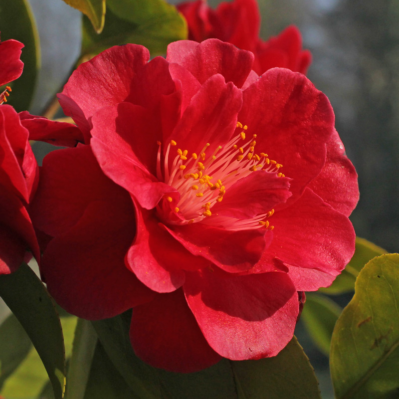 Ruddigore | Jim's Camellias