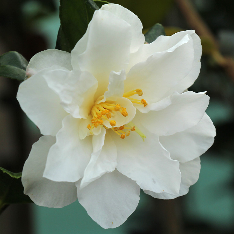 vernalis | Jim's Camellias