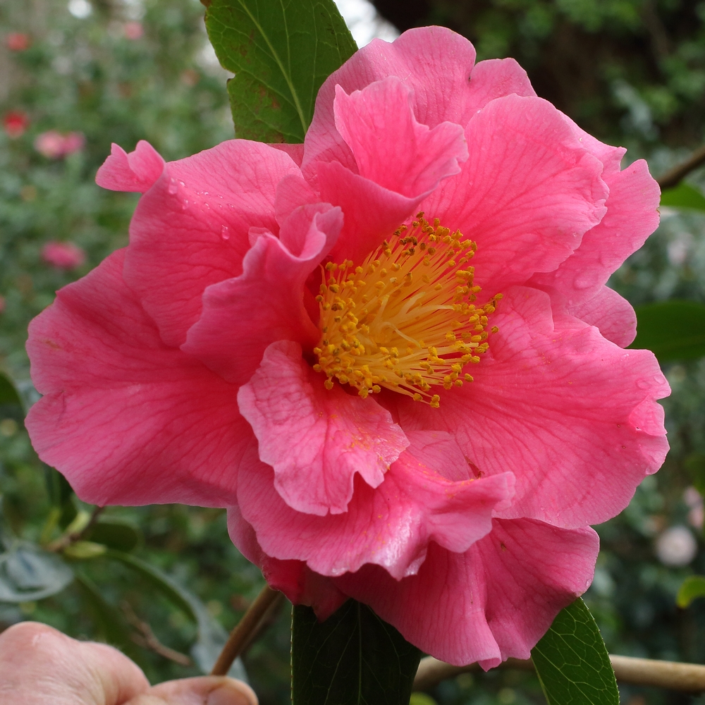 Camellia ‘Milo Rowell’ (1K-032) | Jim's Camellias