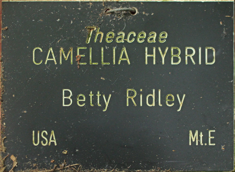 Camellia x williamsii ‘Betty Ridley’ (1M-003) | Jim's Camellias