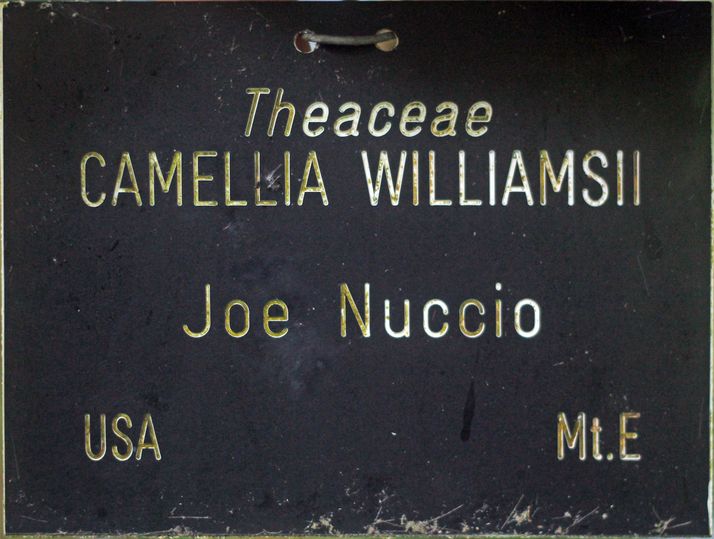 Camellia x williamsii ‘Joe Nuccio’ (1M-030) | Jim's Camellias