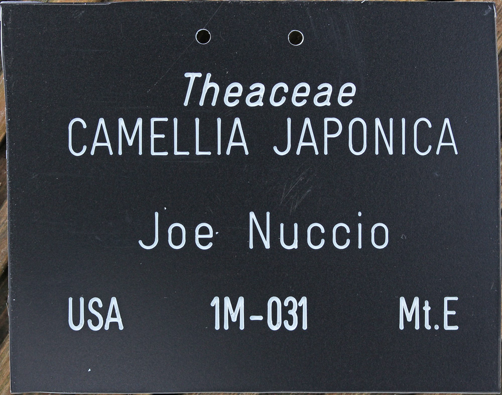 Camellia x williamsii ‘Joe Nuccio’ (1M-031) | Jim's Camellias
