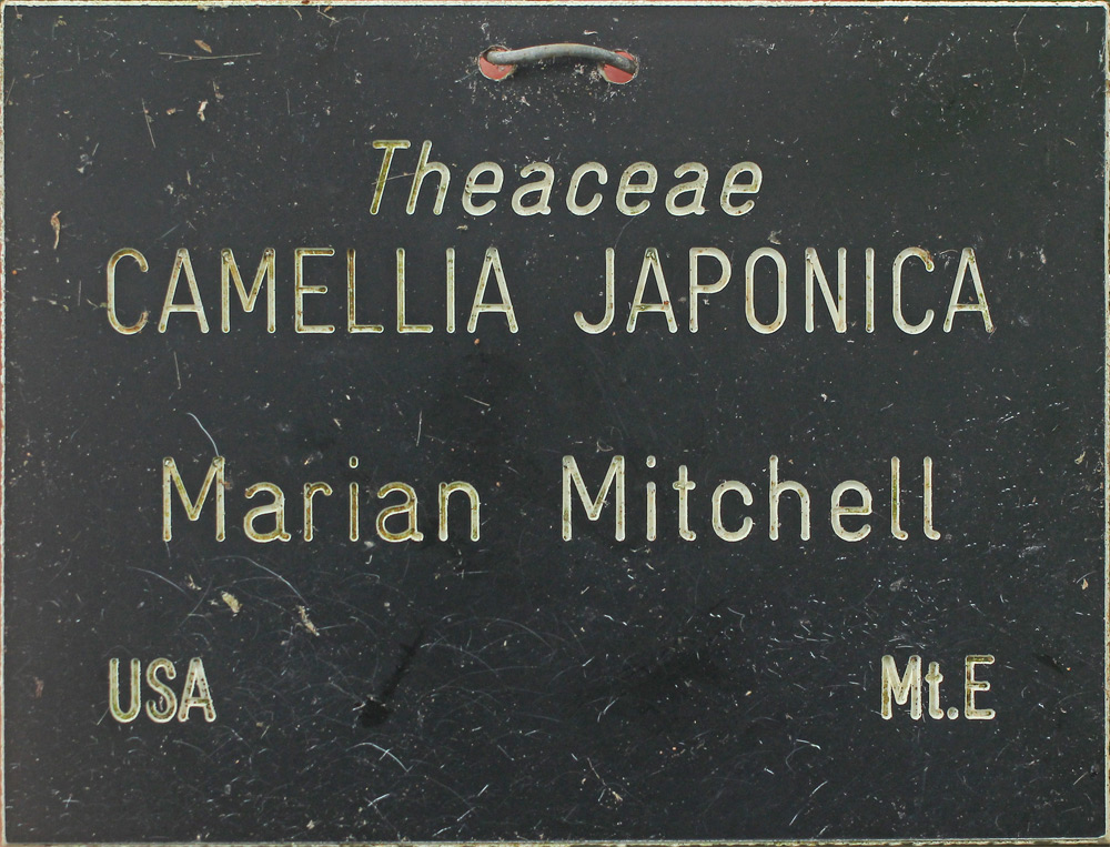 Camellia japonica ‘Marian Mitchell’ (1M-036) | Jim's Camellias