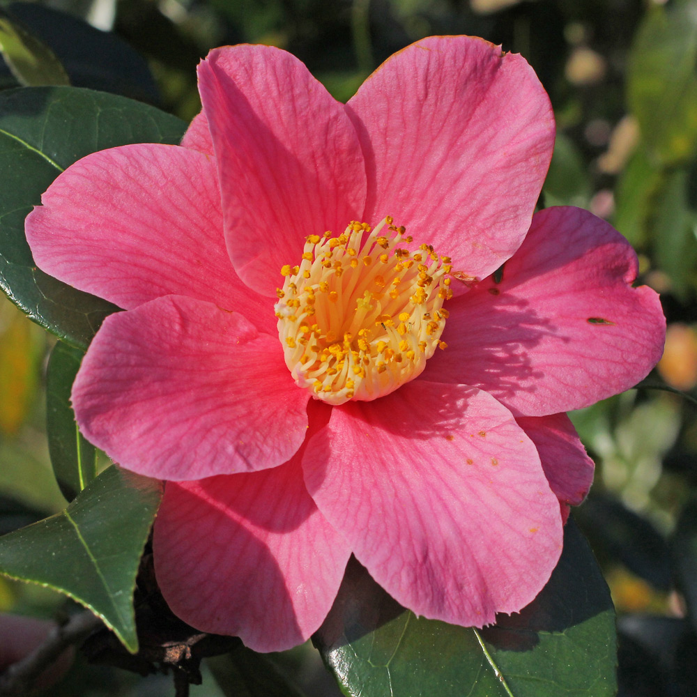 Camellia japonica ‘Spring Sonnet’ (1P-050) | Jim's Camellias