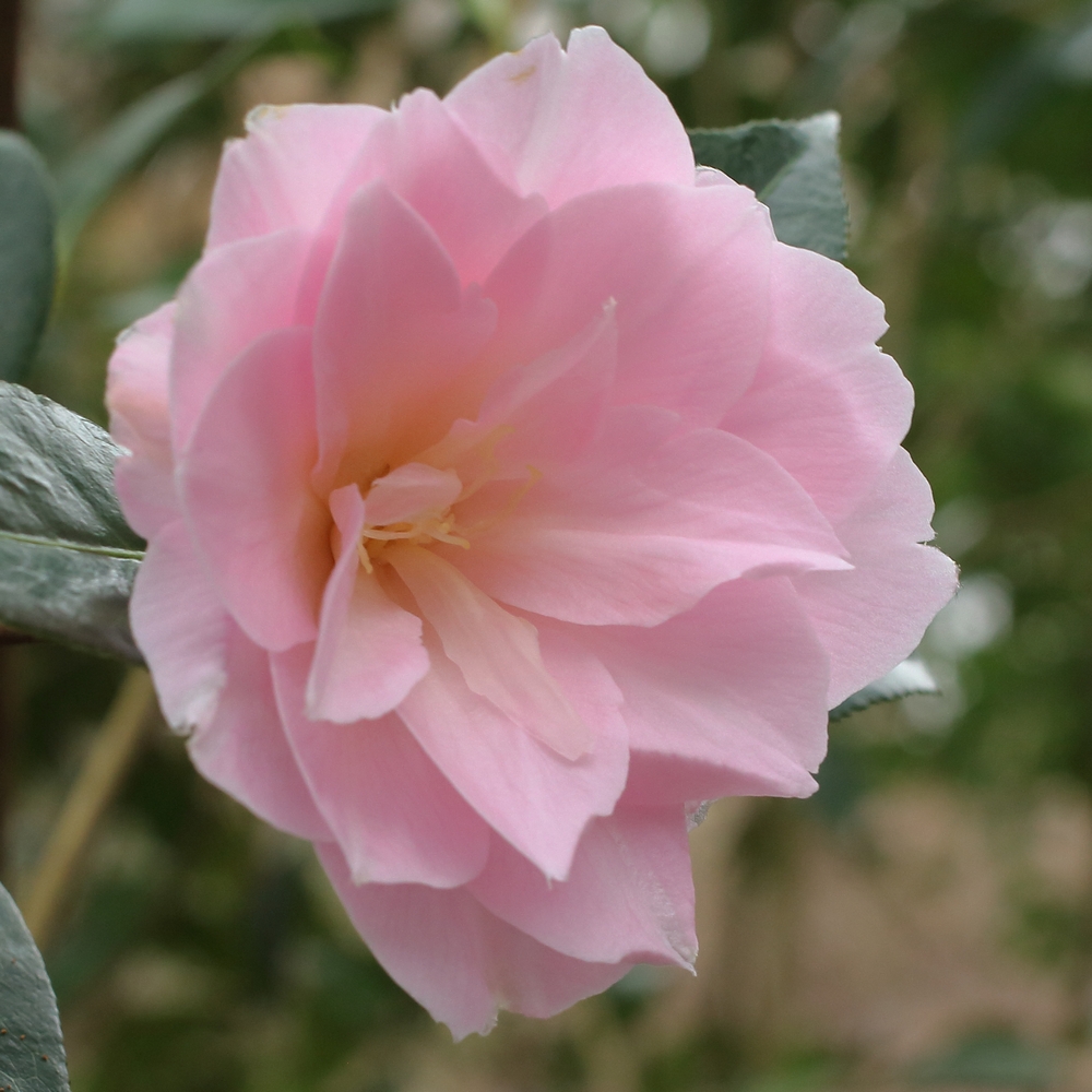 Camellia x williamsii ‘Charles Colbert’ (4G-004) | Jim's Camellias