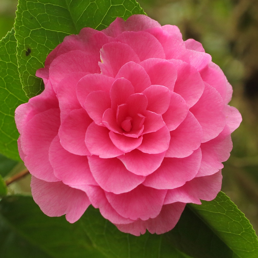 Camellia x williamsii ‘Judith Anderson’ (8-017) | Jim's Camellias