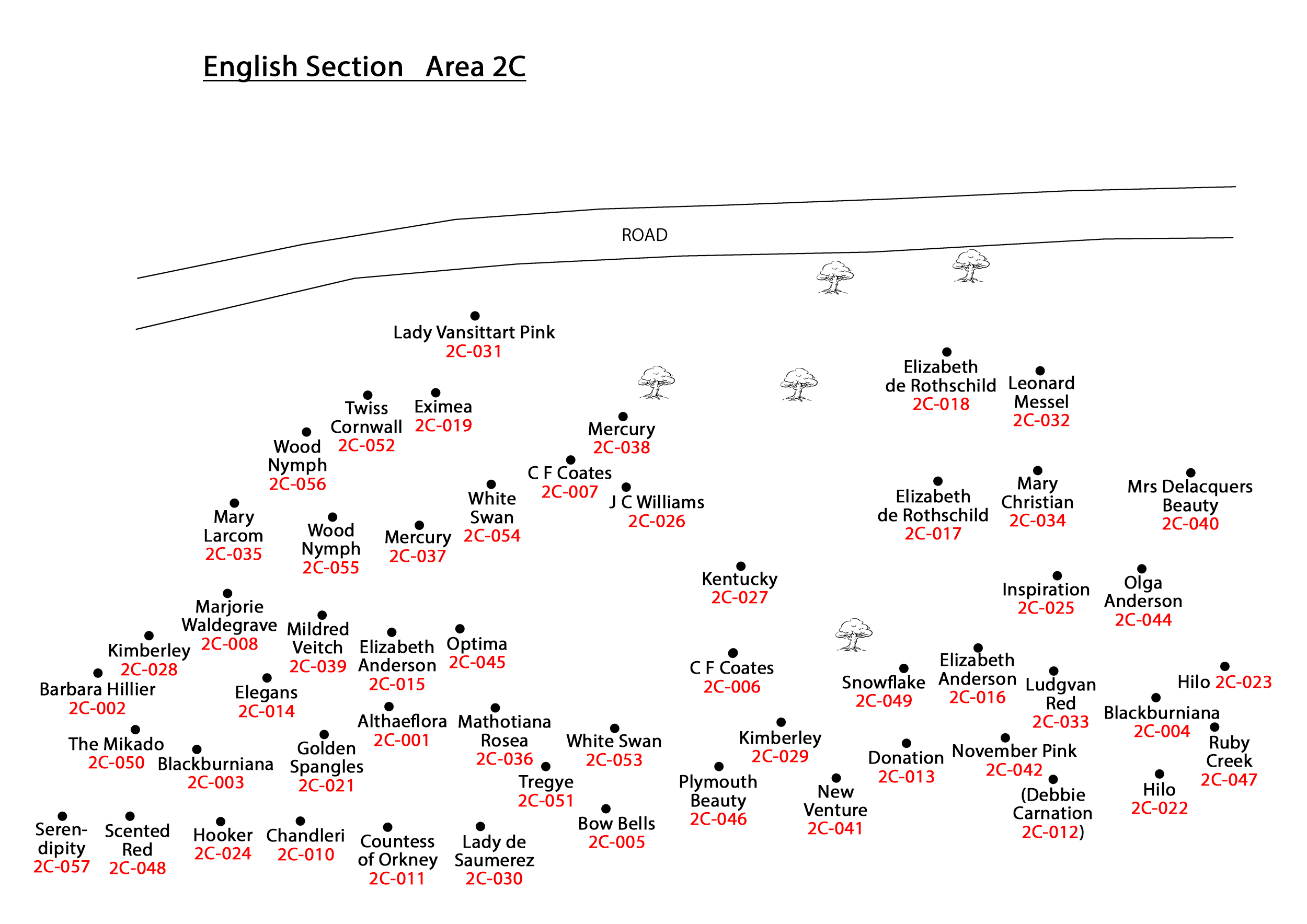 2C-English | Jim's Camellias