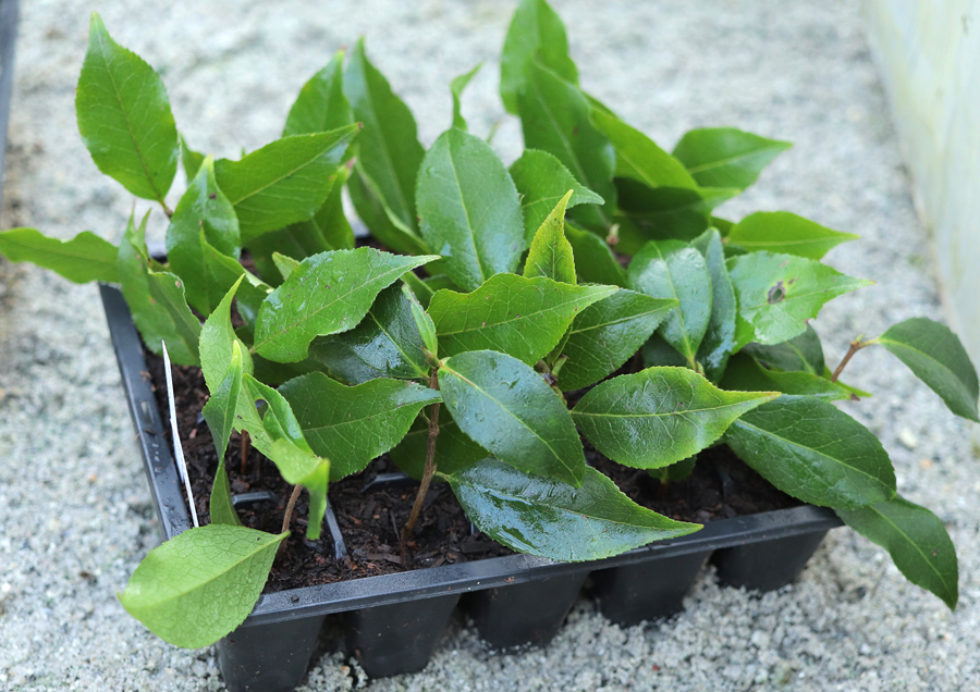 Propagation by cuttings. | Jim's Camellias
