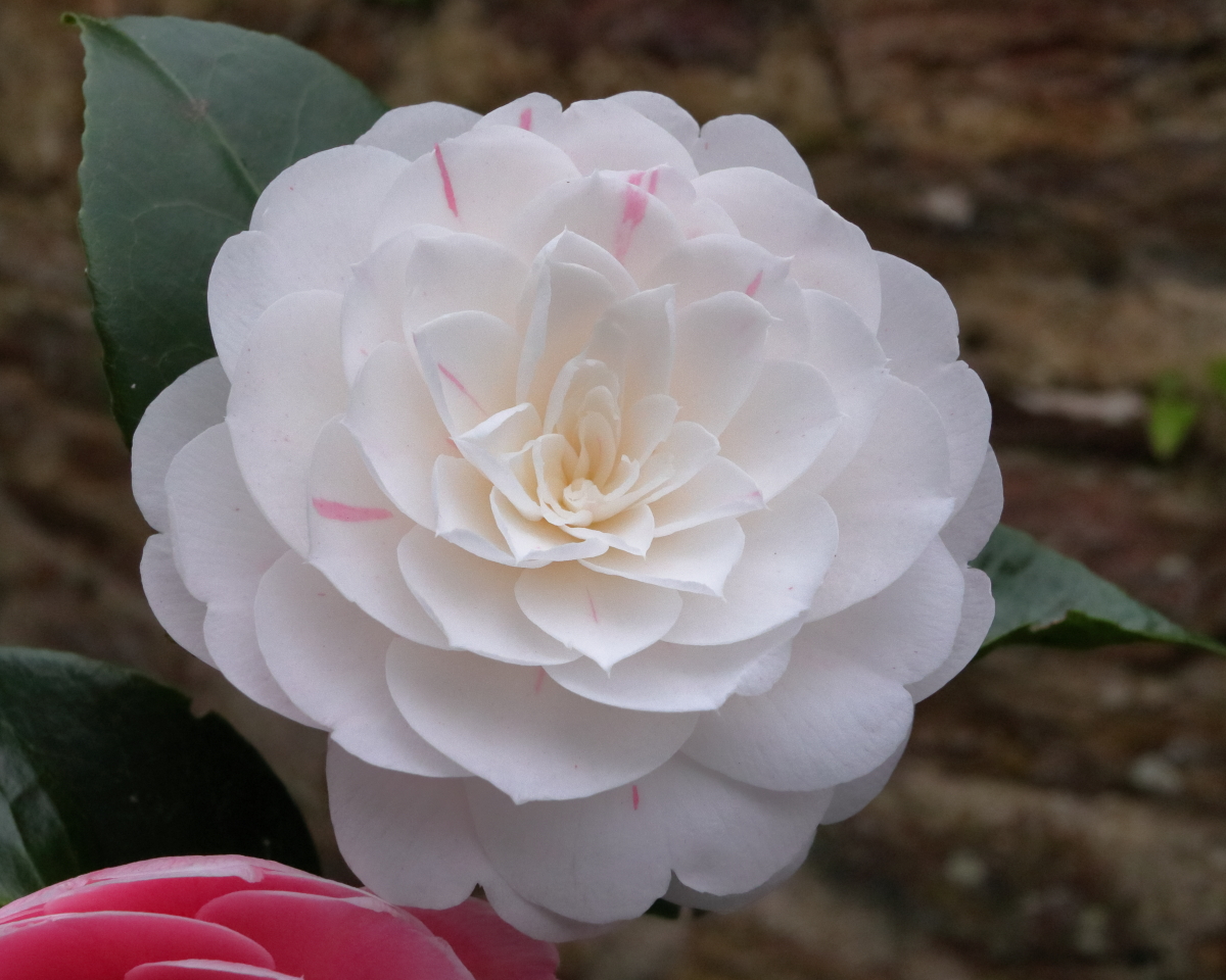 Notes from the park – 26/4/2024 | Jim's Camellias